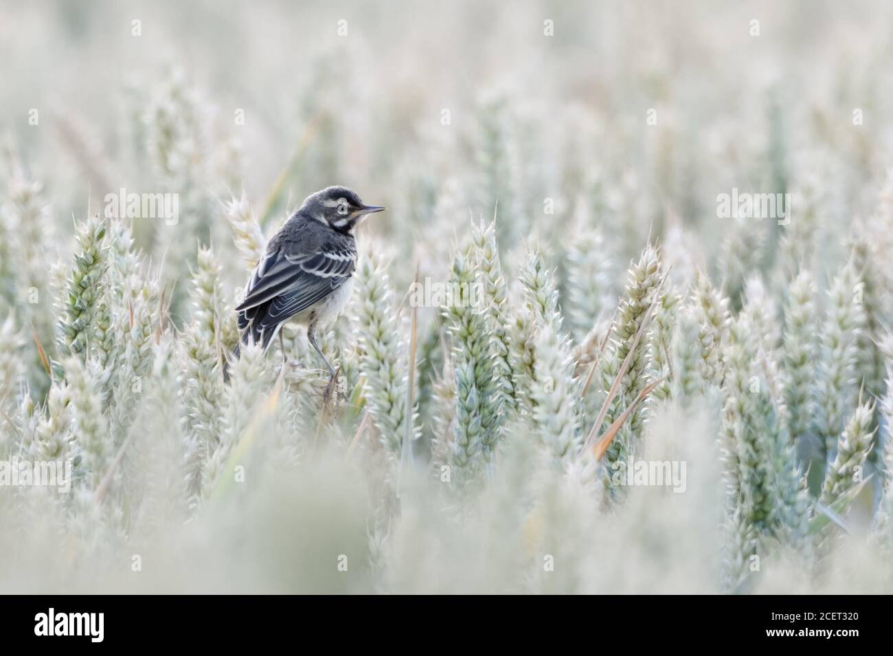 Germany wheat grain hi-res stock photography and images - Alamy