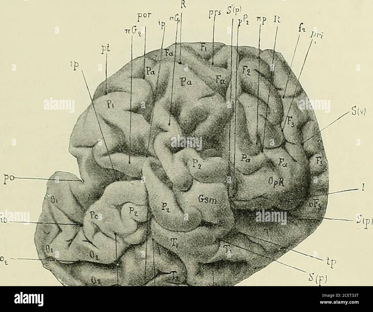 Interparietal hi-res stock photography and images - Alamy