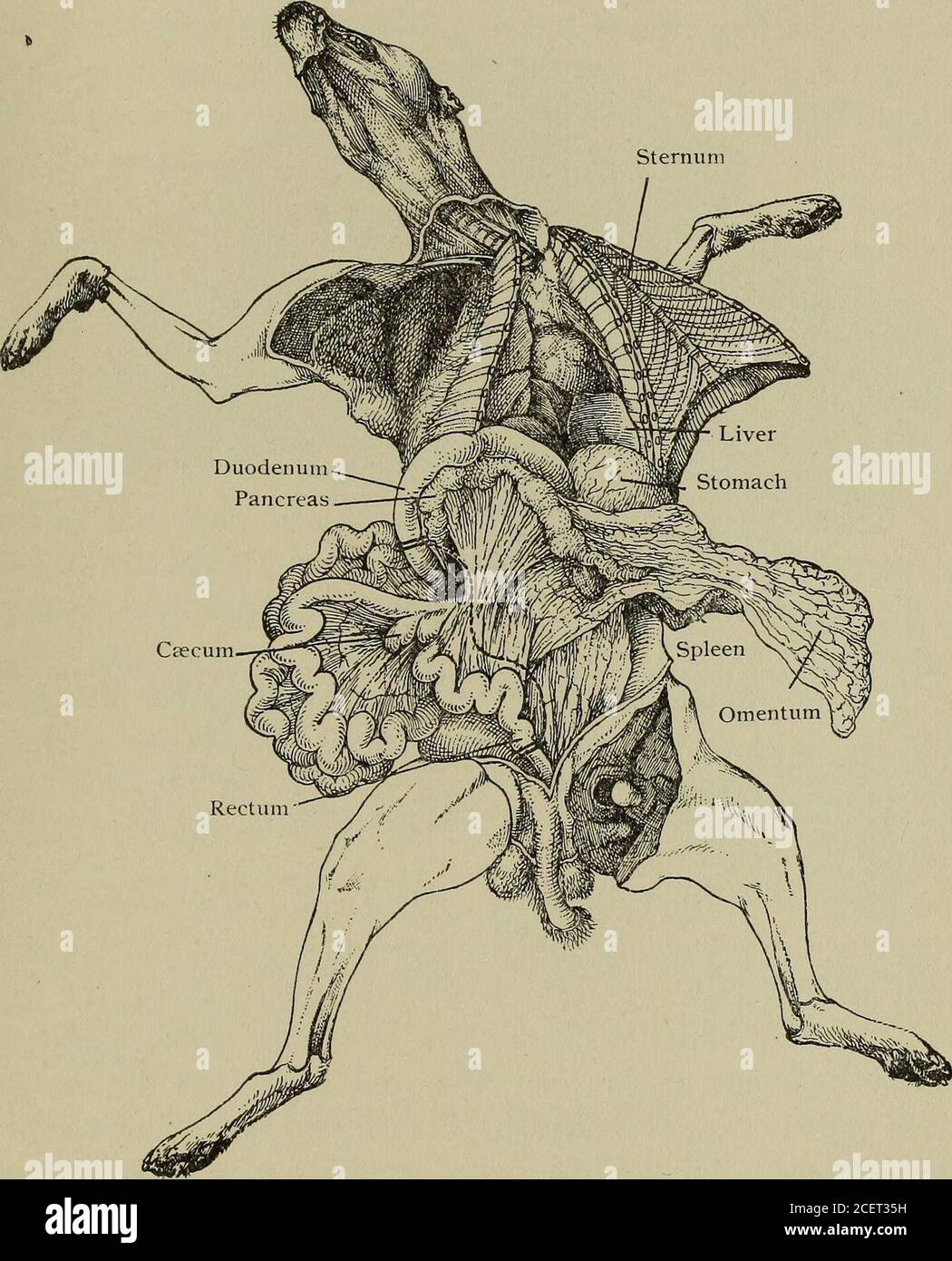 Postmortem Of Human Body Video Free Download