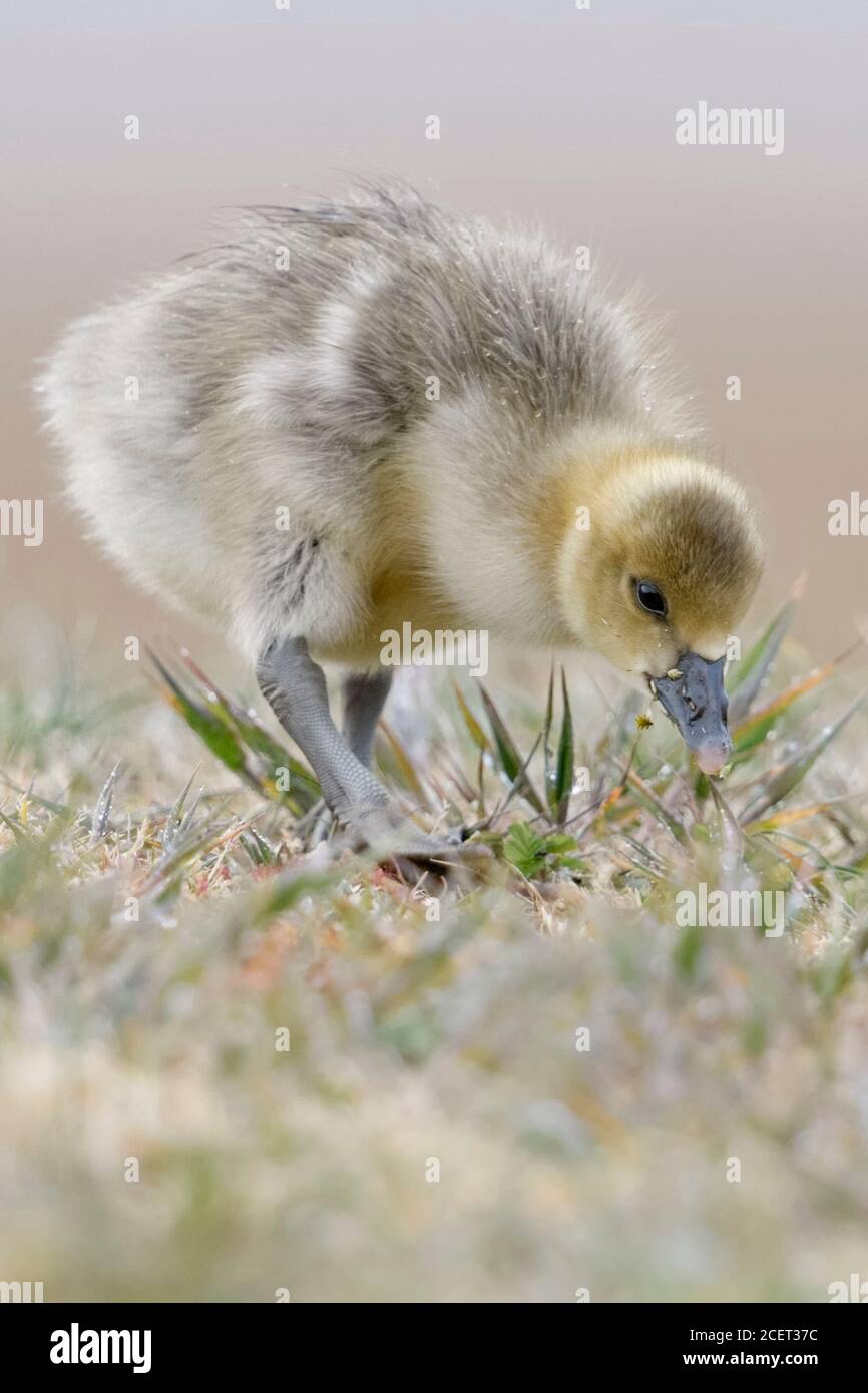 Greylag Goose / Graugans ( Anser anser ), young chick, few days old ...