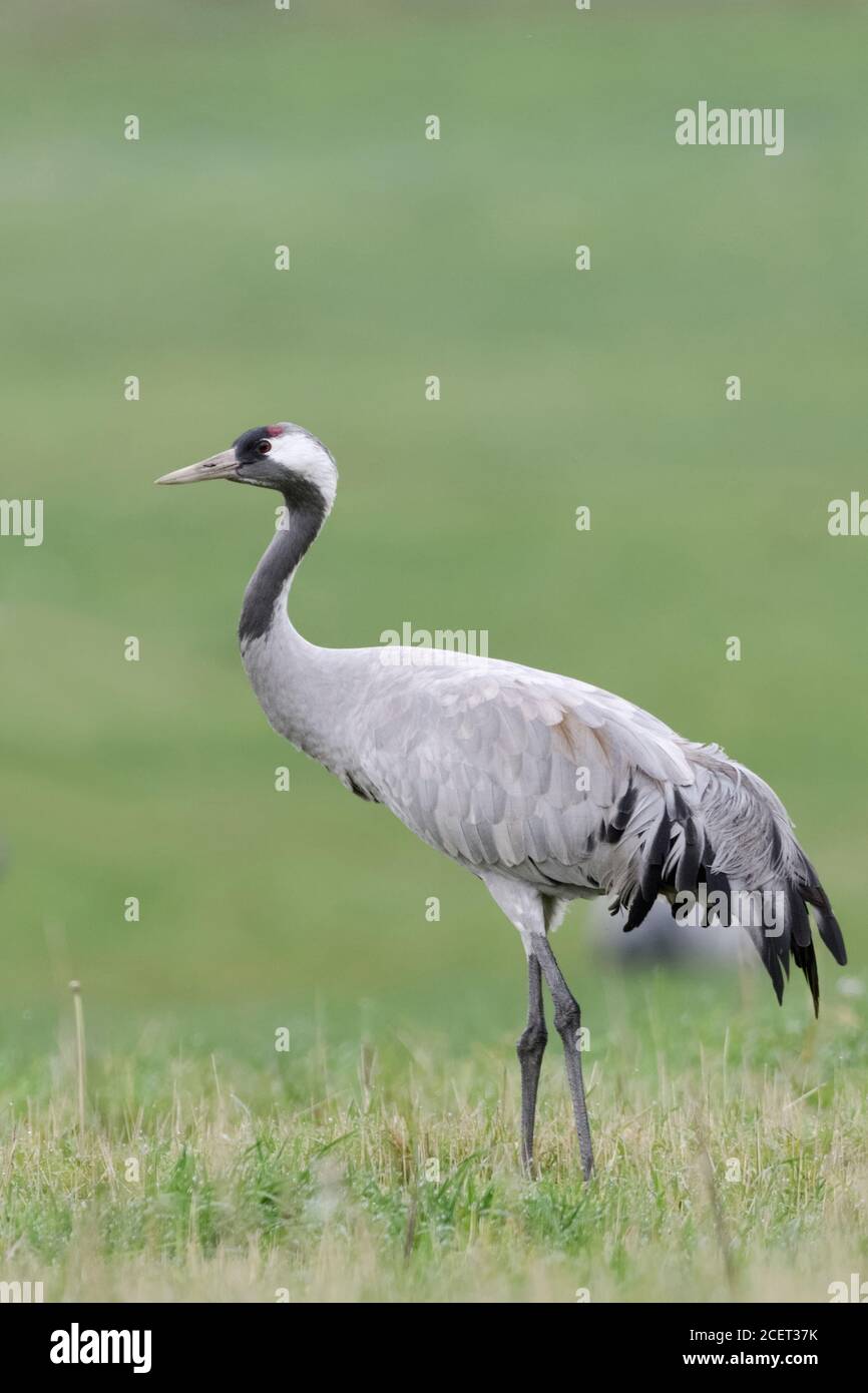Grus gru common crane hi-res stock photography and images - Alamy
