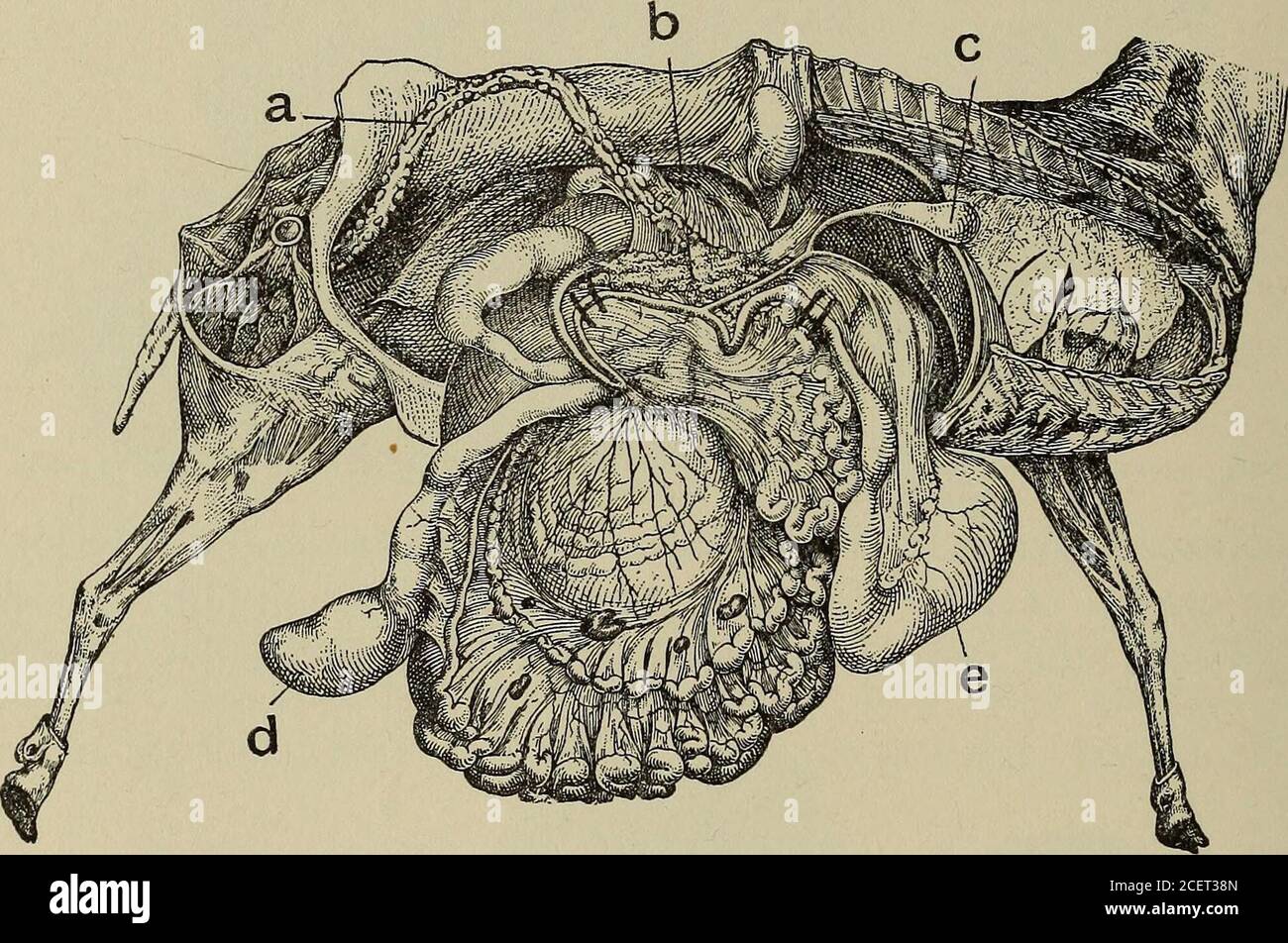 Postmortem Of Human Body Video Free Download