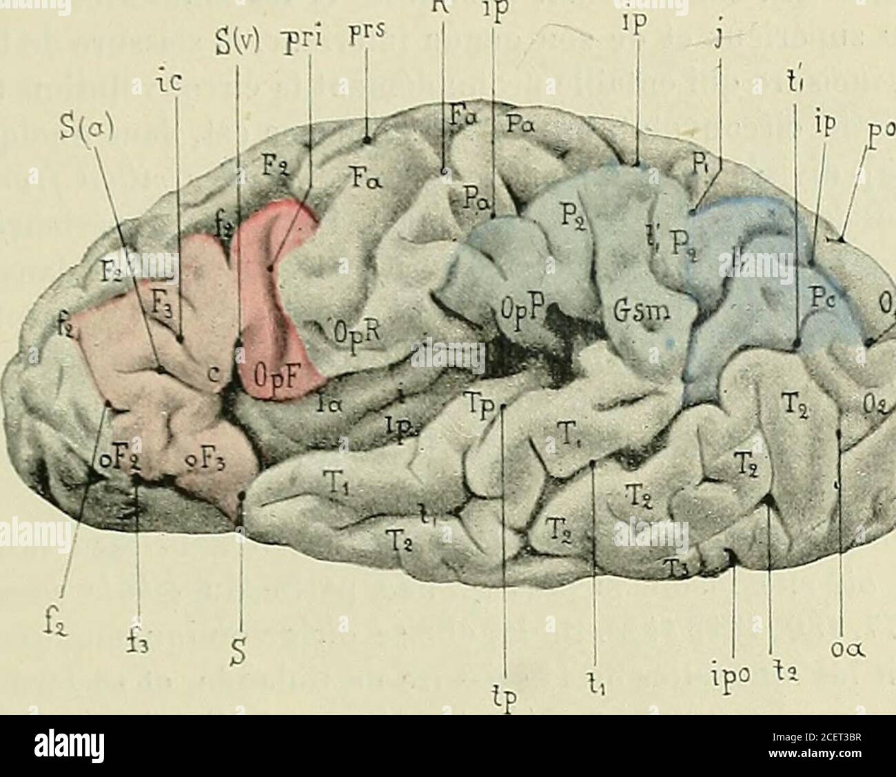 . Anatomie des centres nerveux. — R, scissure de Rolande — S(a ...