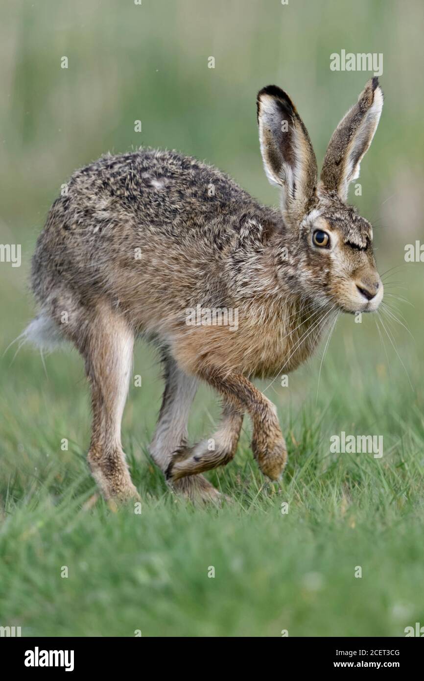 Hare / Brown Hare / European Hare ( Lepus europaeus ) running over a ...