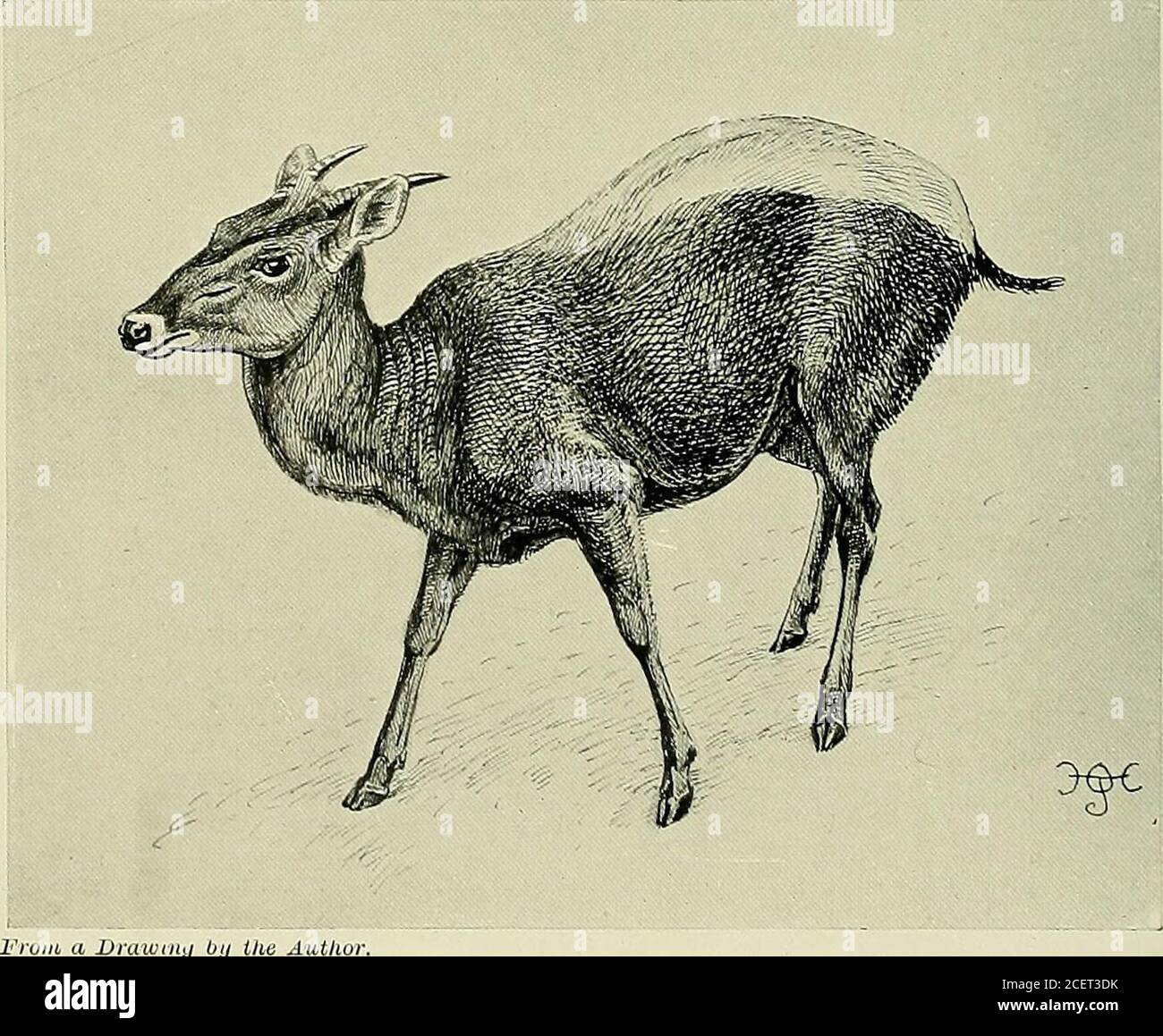 . Animal Life and the World of Nature; A magazine of Natural History ...