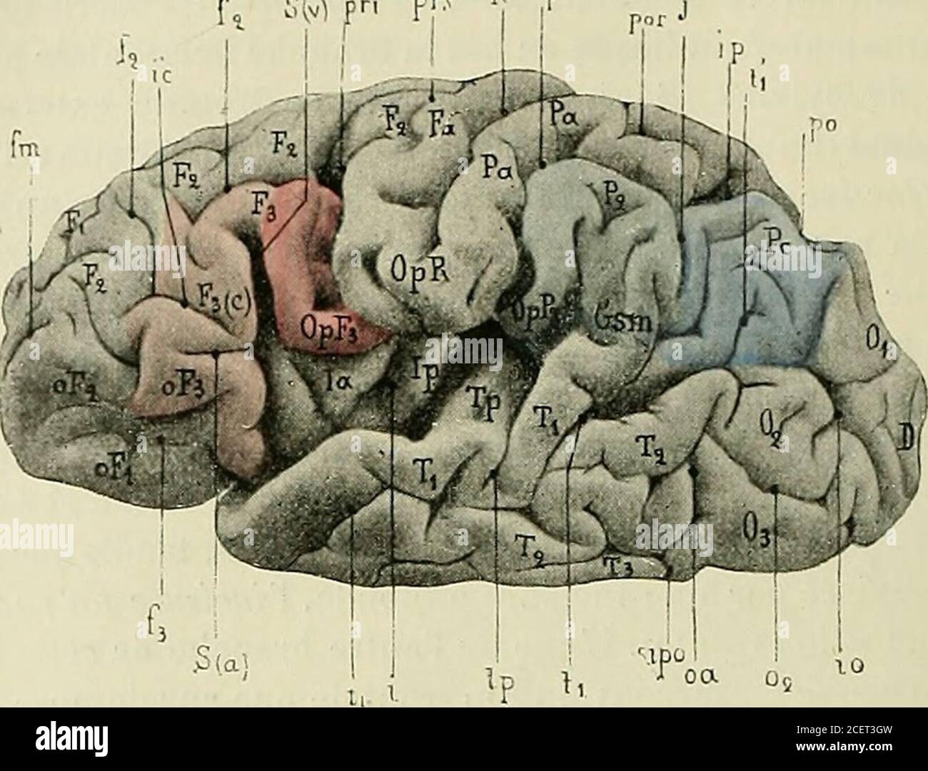 Anatomie du pied hi-res stock photography and images - Alamy