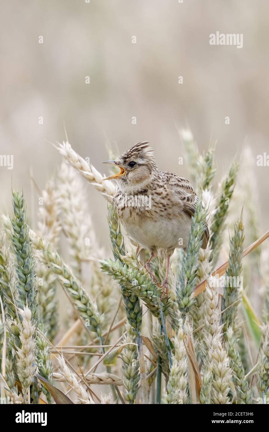 Skylark ( Alauda arvensis ) most characteristic bird of open farmland ...