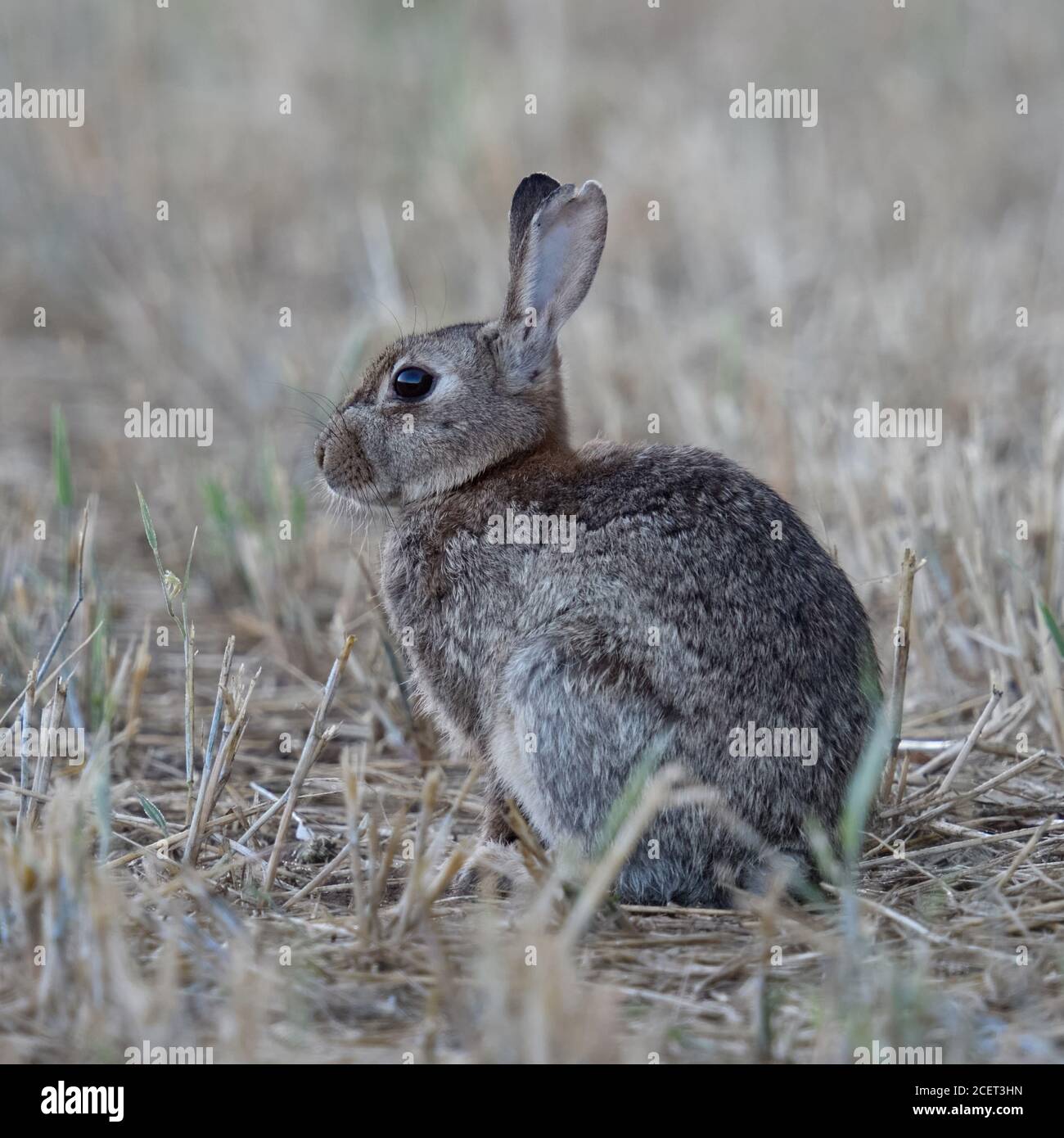 Rabbit animal stubble hi-res stock photography and images - Alamy