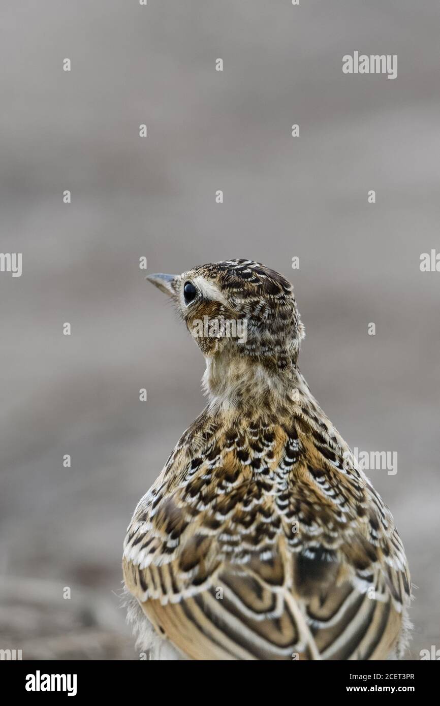 Skylark ( Alauda arvensis ) bird of open land, endangered by intensive ...