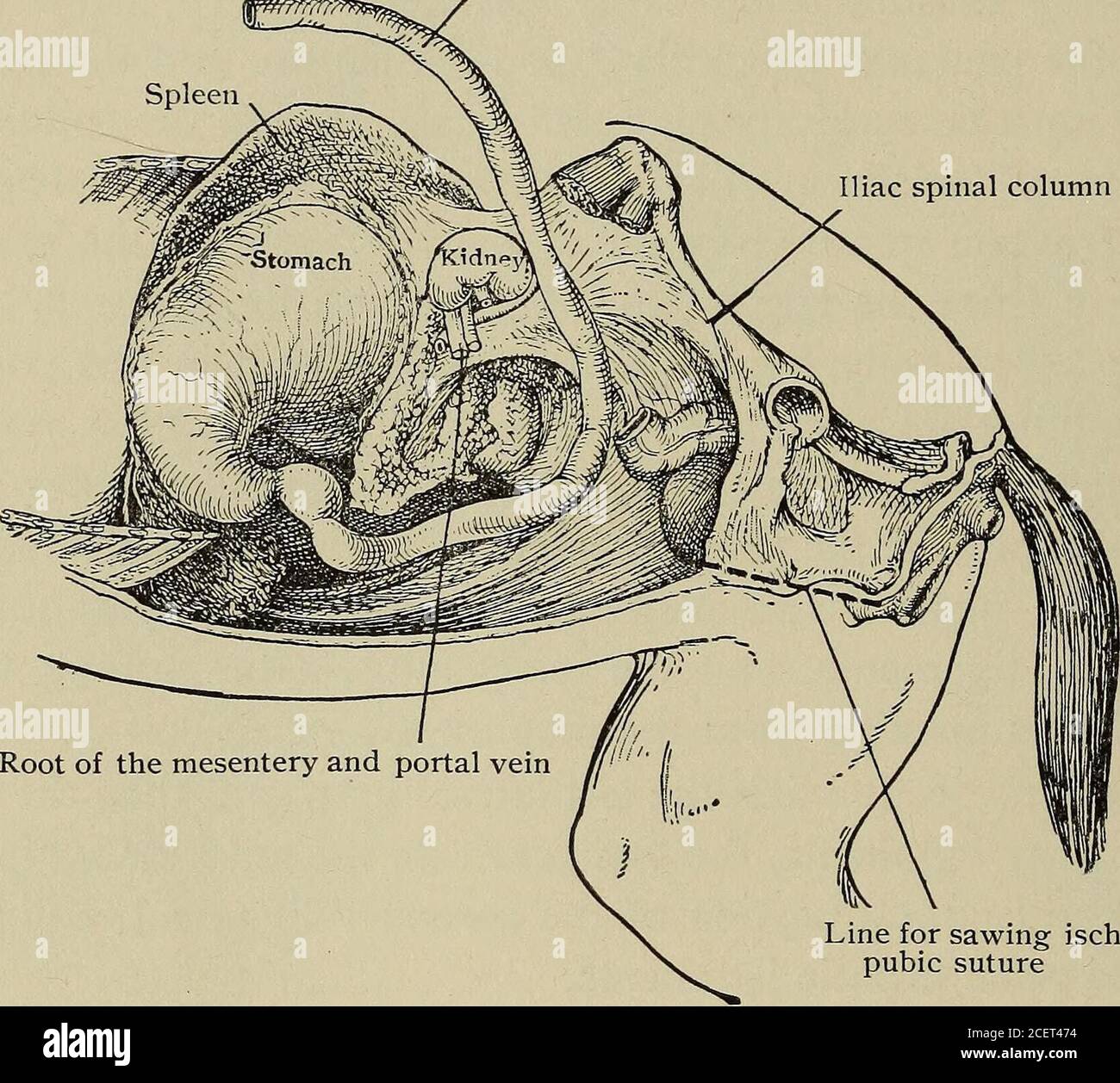 . Postmortem pathology; a manual of the technic of post-mortem ...