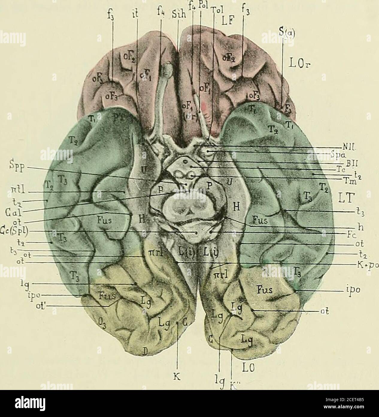Anatomie du cerveau moyen hi-res stock photography and images - Alamy