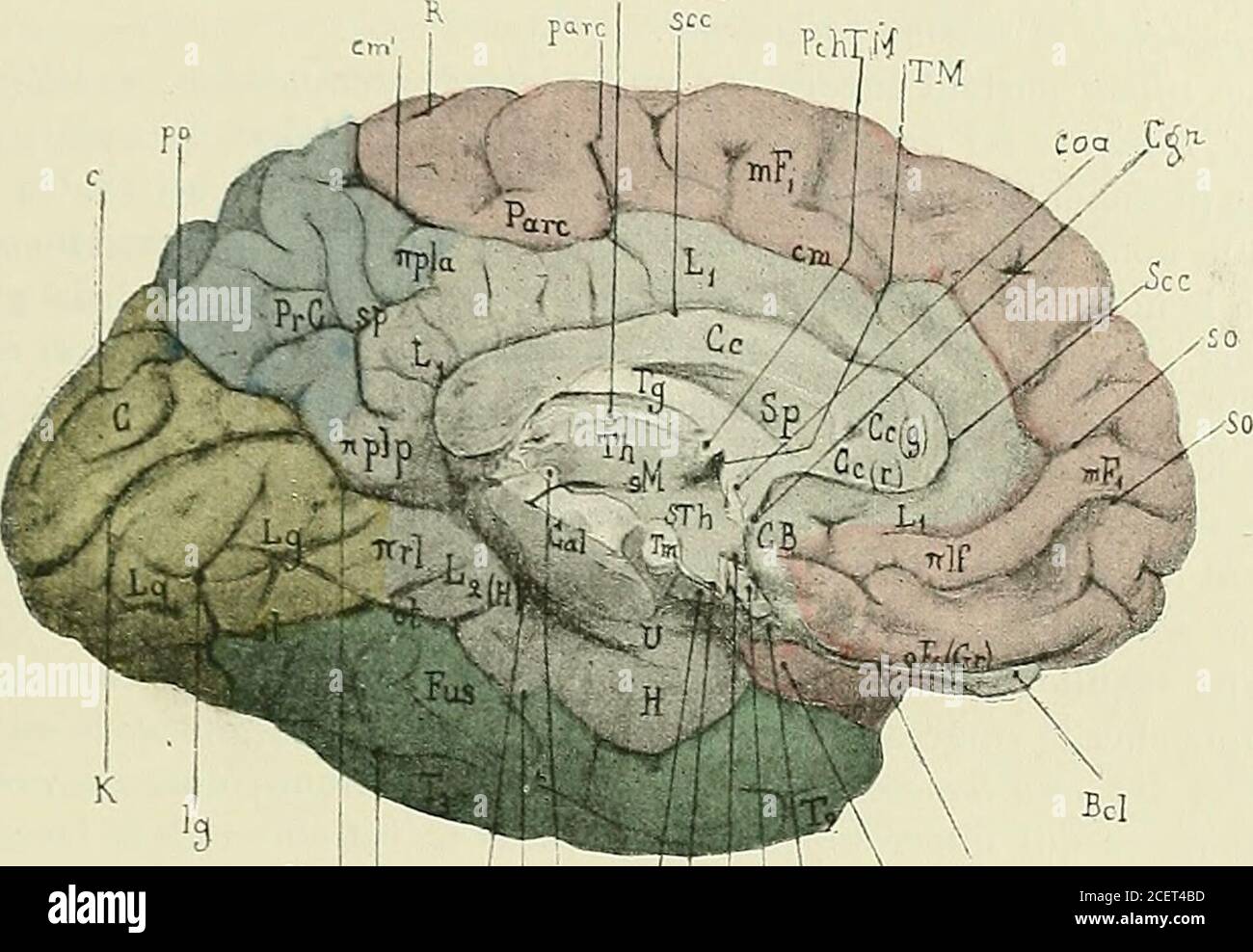 . Anatomie des centres nerveux. périeur. —fi, scissure de Rolande — S ...