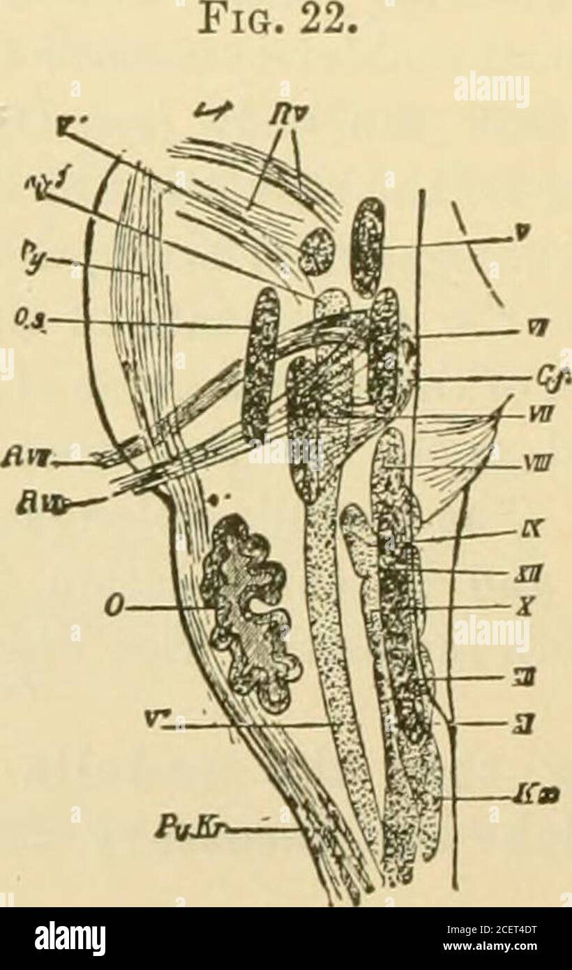 Cranial nerve xi hi-res stock photography and images - Alamy