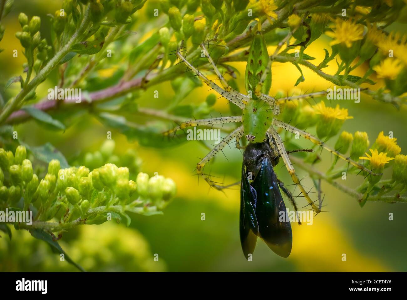 A Green lynx spider (Peucetia viridans) hangs upside down with its prey ...