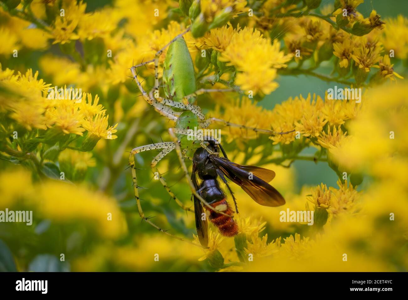 A Green lynx spider (Peucetia viridans) has captured a Two-spotted ...