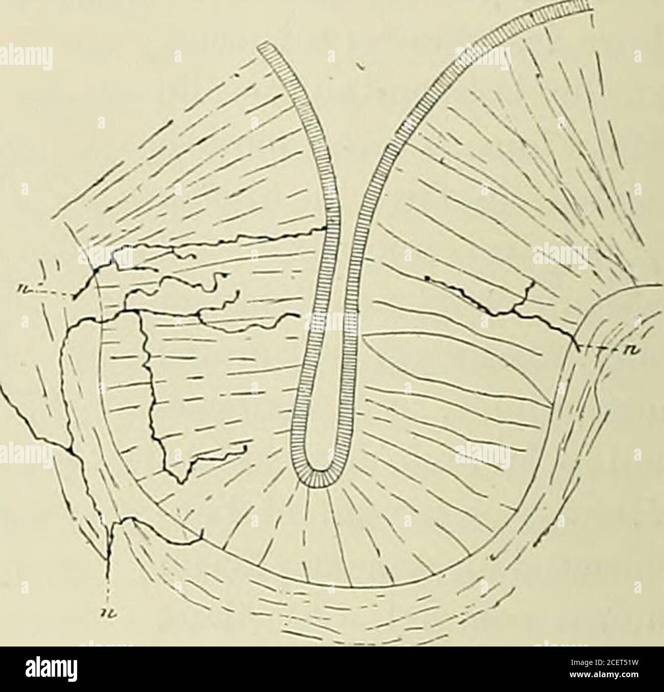 Terminaisons nerveuses hi-res stock photography and images - Alamy