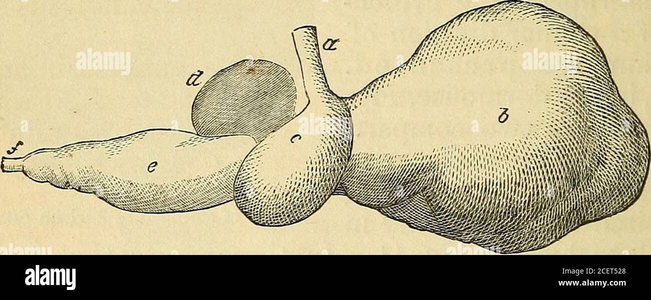 Upine hi-res stock photography and images - Alamy