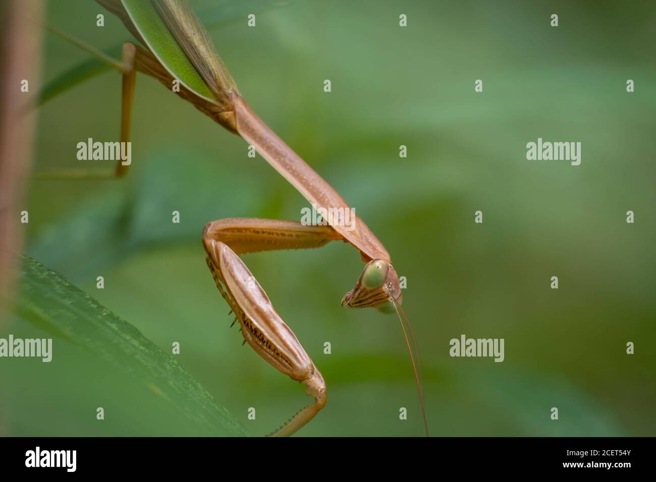 Side view of a large Chinese Mantis patiently waiting for hapless pray ...