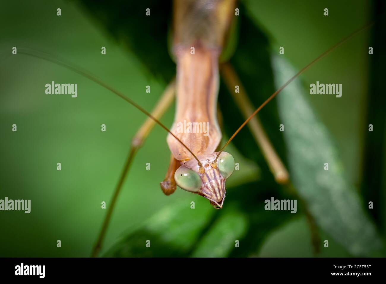 A large Chinese Mantis looks up as it patiently waits for hapless pray ...