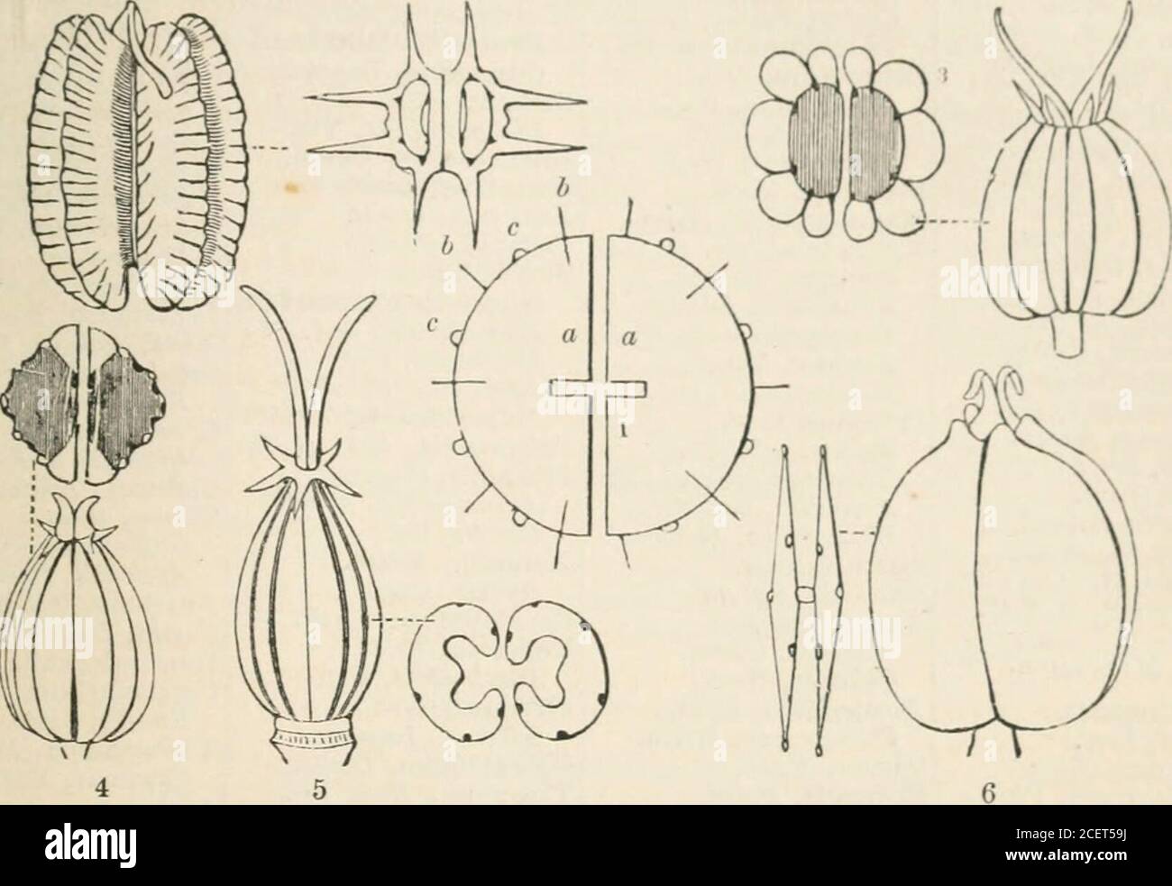 Bolax hi-res stock photography and images - Alamy