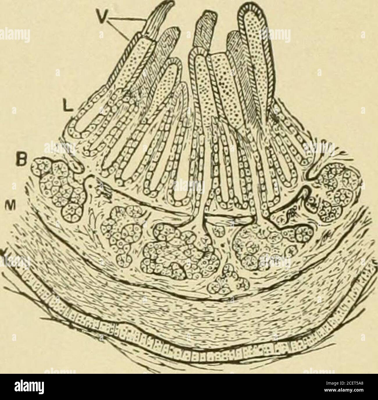 . Essentials of physiology, arranged in the form of questions and ...
