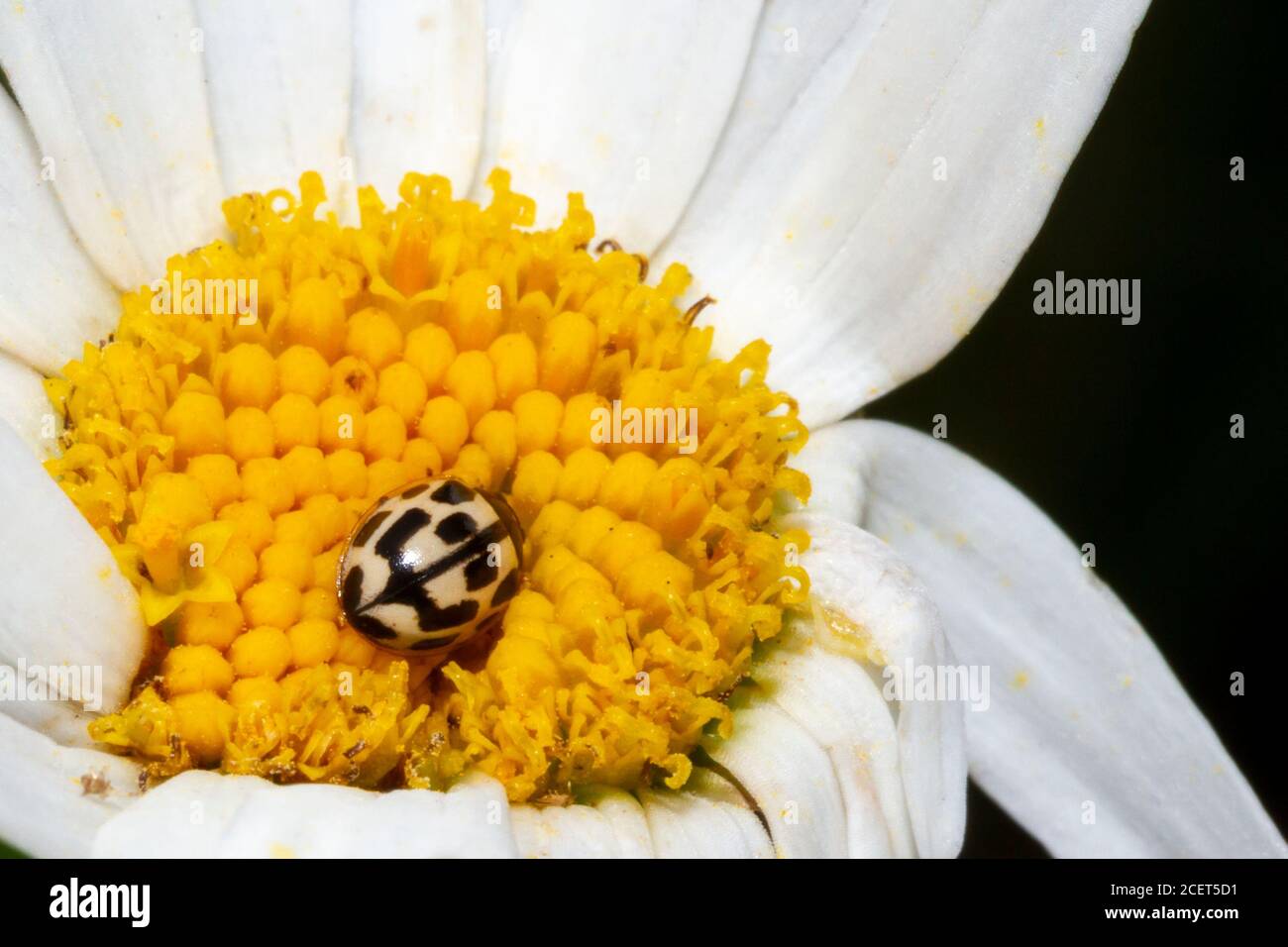 14 spot ladybird (Propylea quattuordecimpunctata) Sussex garden, UK ...