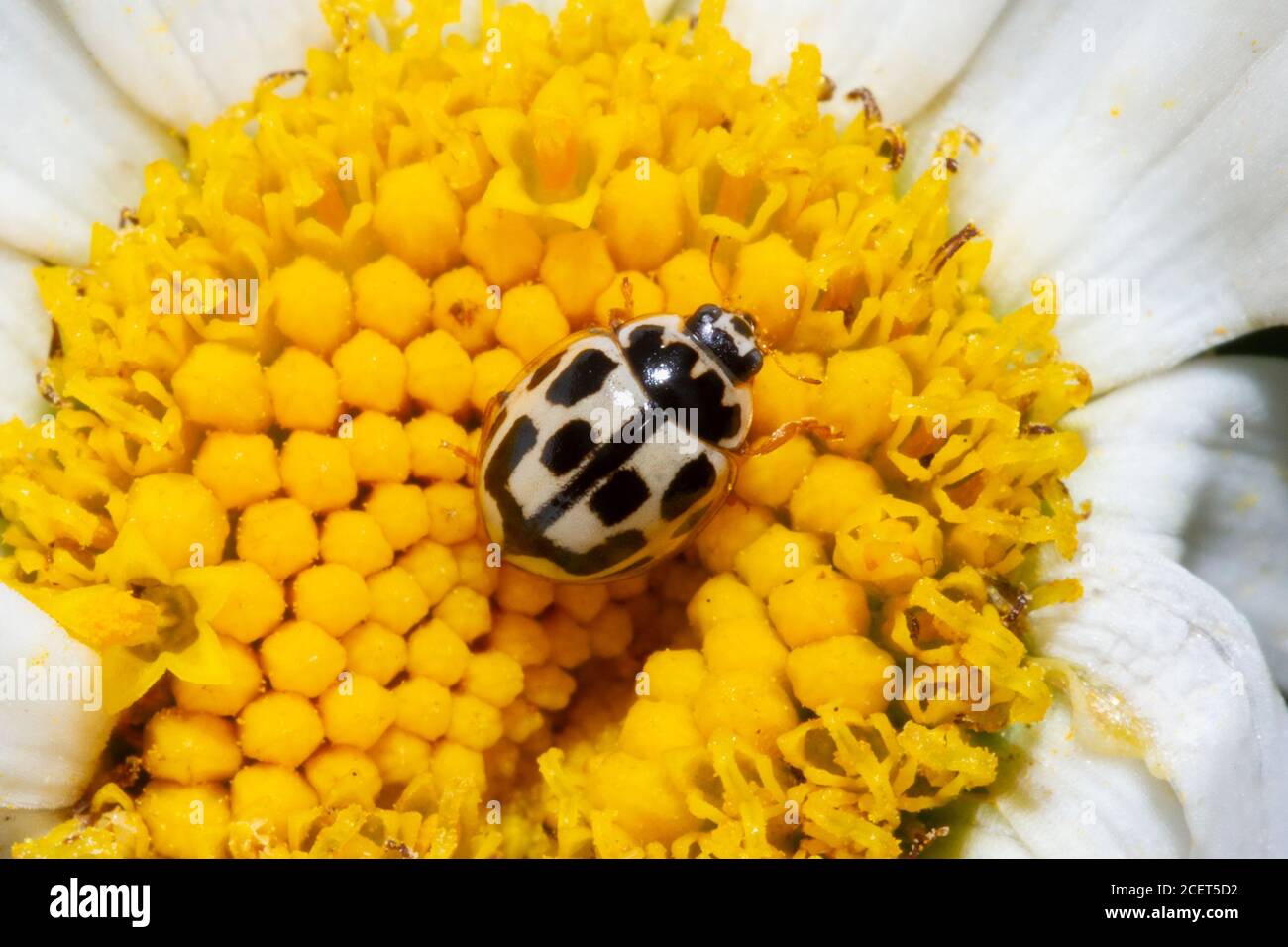14 spot ladybird (Propylea quattuordecimpunctata) Sussex garden, UK ...