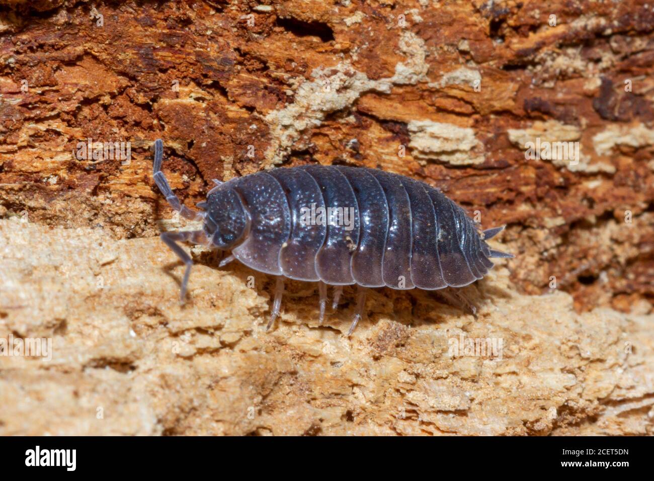 Common rough woodlouse (Porcellio scaber) Sussex garden, UK Stock Photo ...
