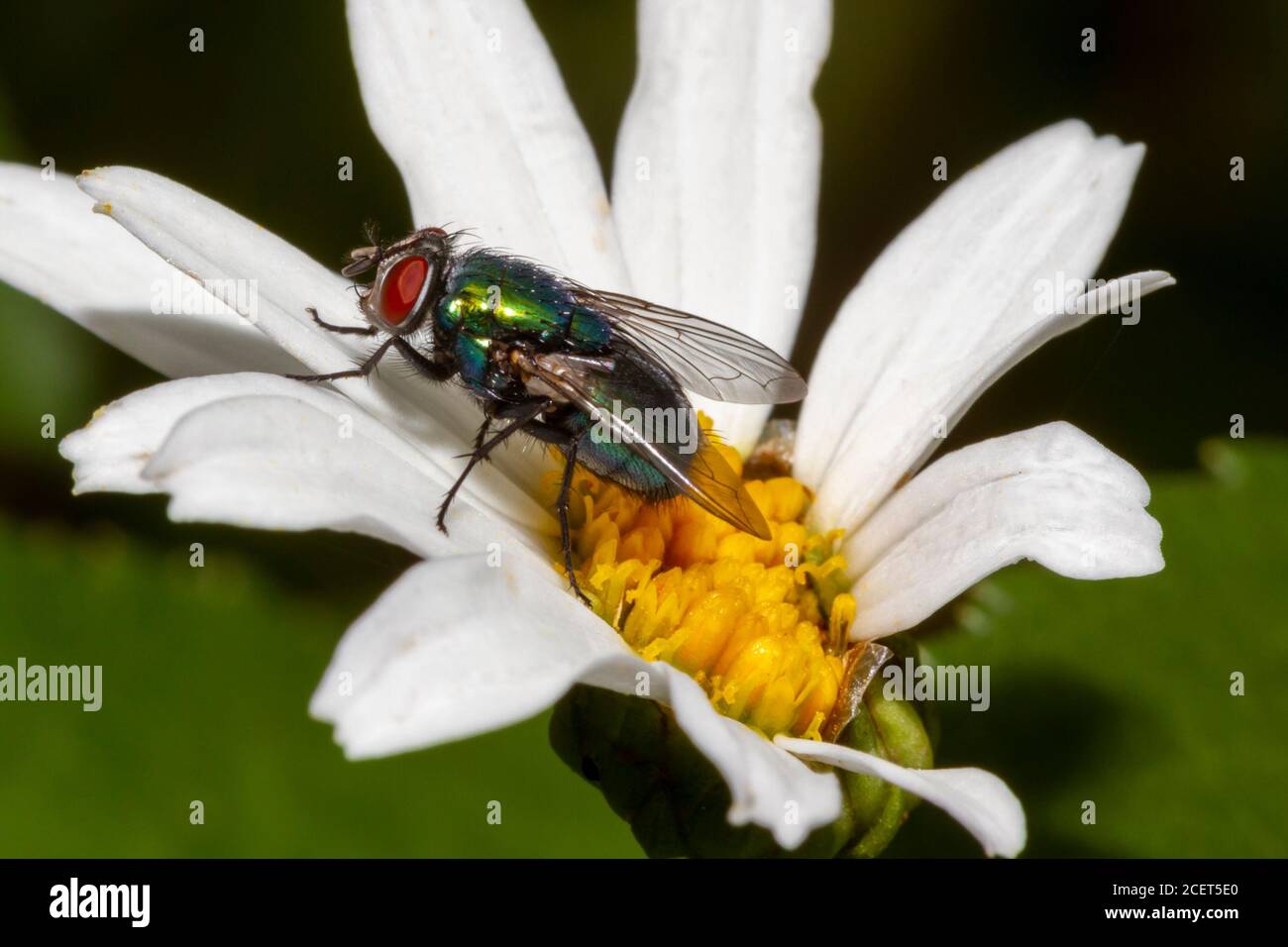 Blowfly hi-res stock photography and images - Alamy