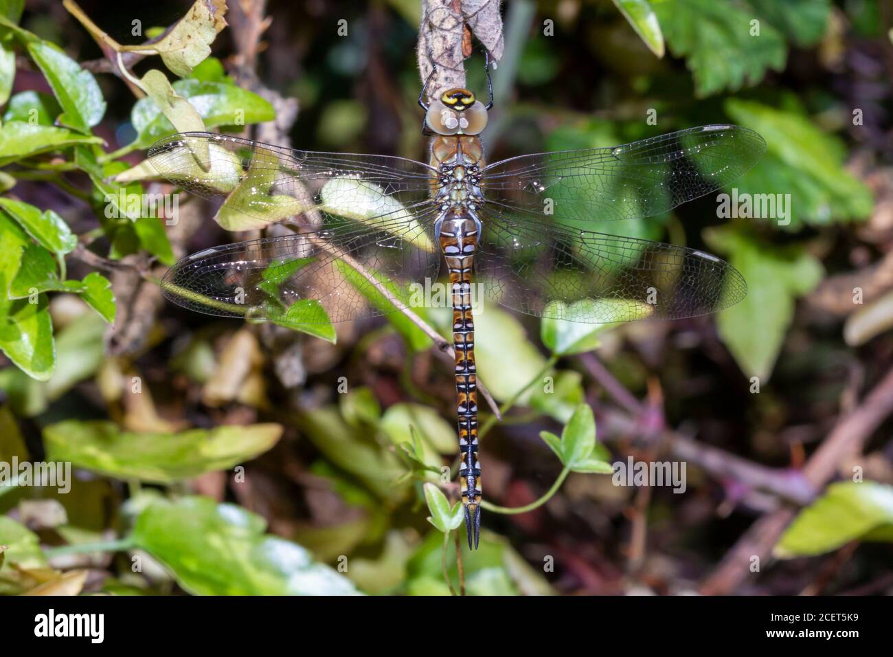 Migrant hawker dragonfly (Aeshna mixta) Sussex garden, UK Stock Photo ...