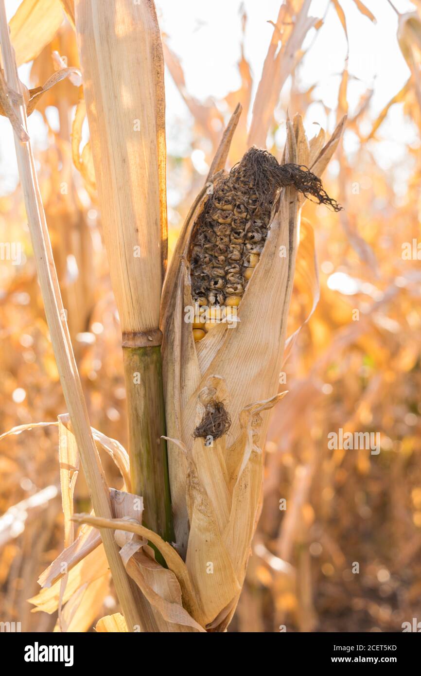 close-up of corn cob affected by rot disease Stock Photo - Alamy