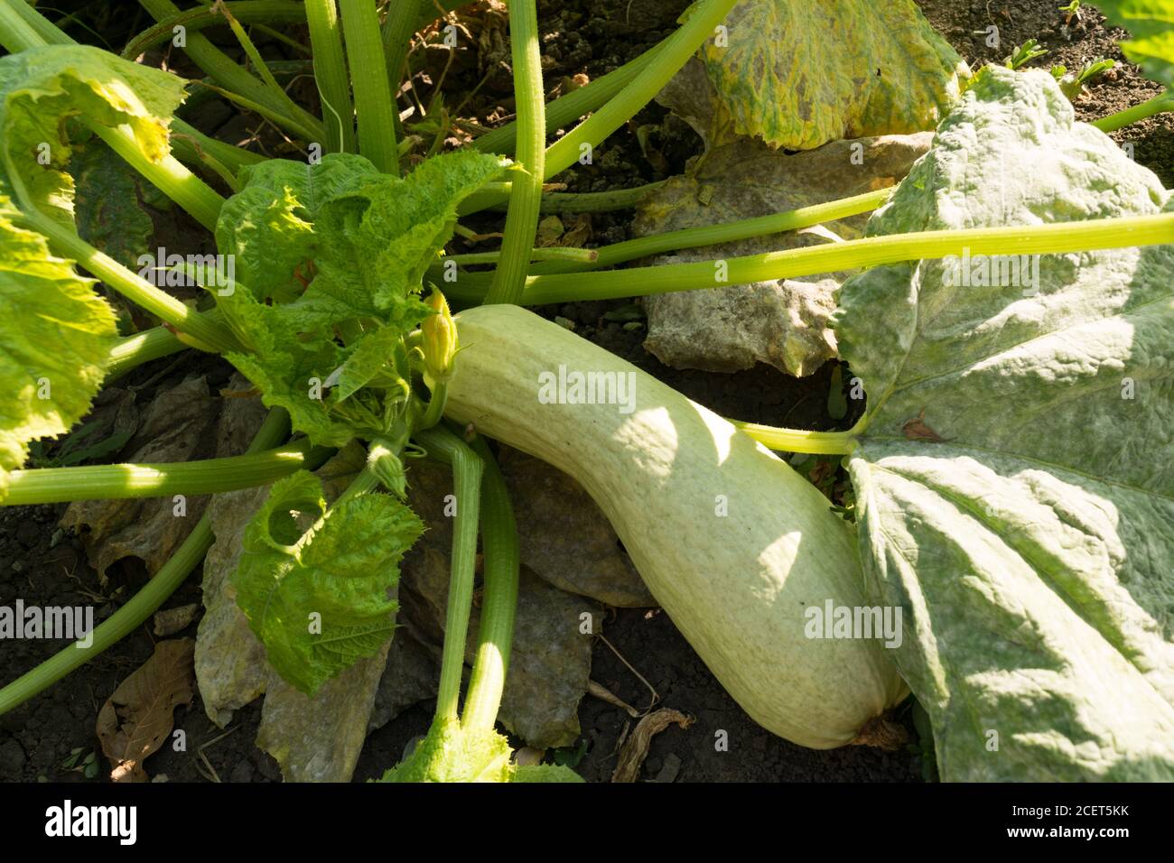 organic agriculture - unharvested green zucchini plant, fruit and ...