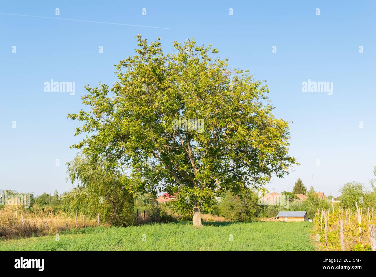 The big walnut tree hi-res stock photography and images - Alamy