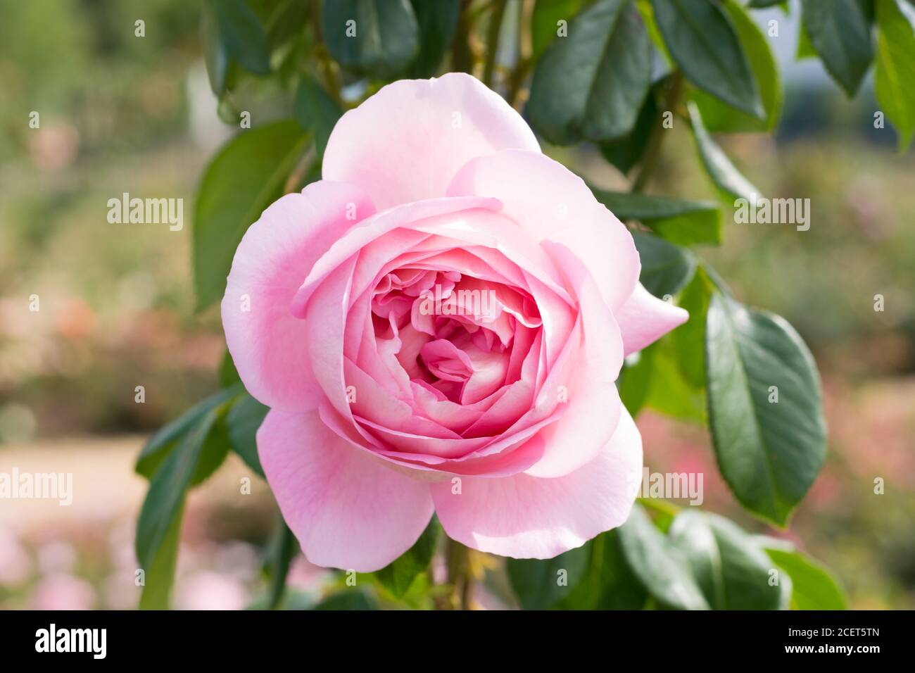 One pink rose hi-res stock photography and images - Alamy