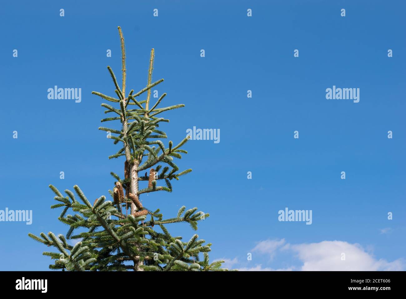 Fir tree top hi-res stock photography and images - Alamy