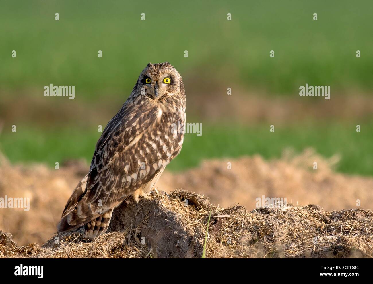 barn owl , scoops owl , dusky eagle owl, long eared owl, and spotted ...