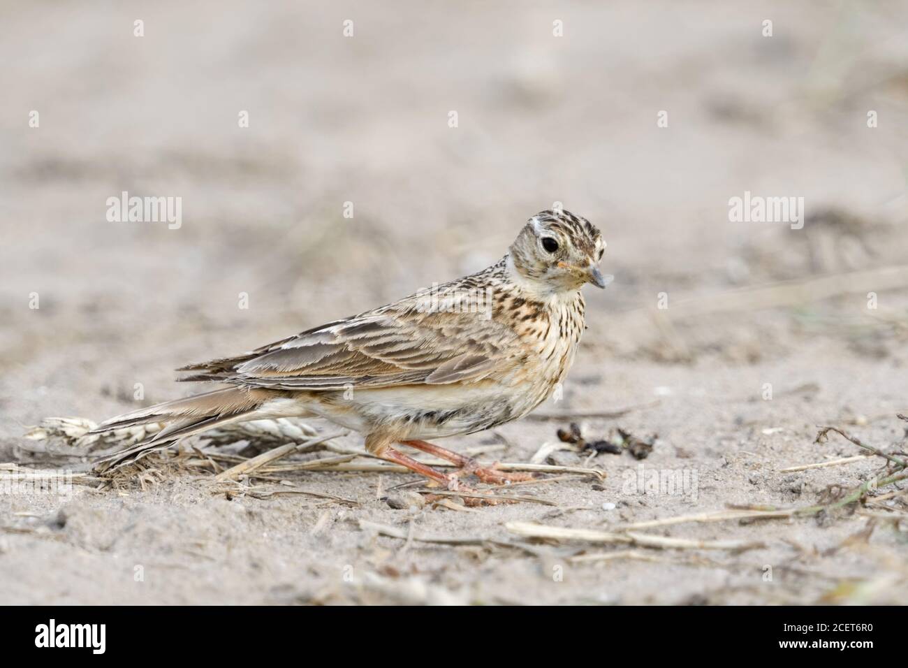 Hunt open ground hi-res stock photography and images - Alamy