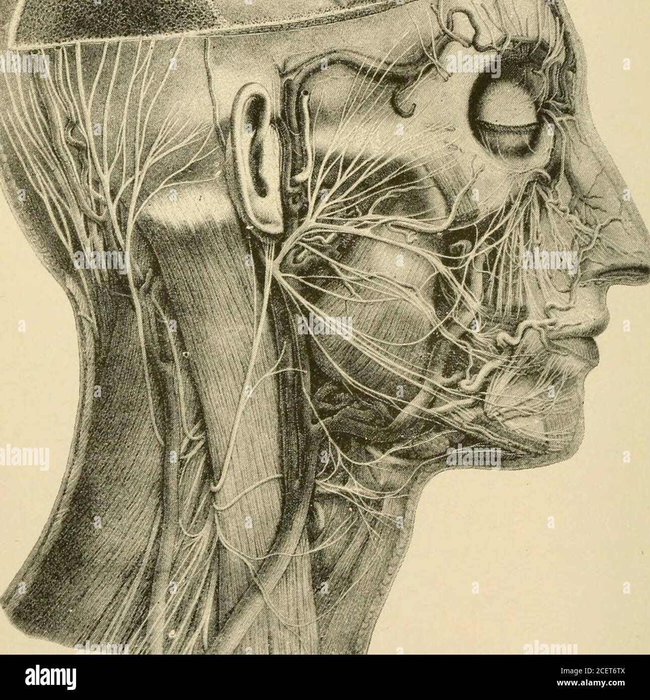 . Essentials of physiology, arranged in the form of questions and ...