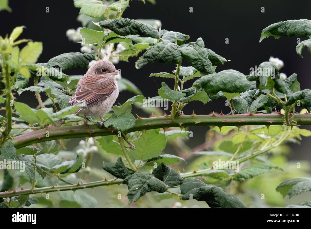 Inconspicuous hi-res stock photography and images - Alamy