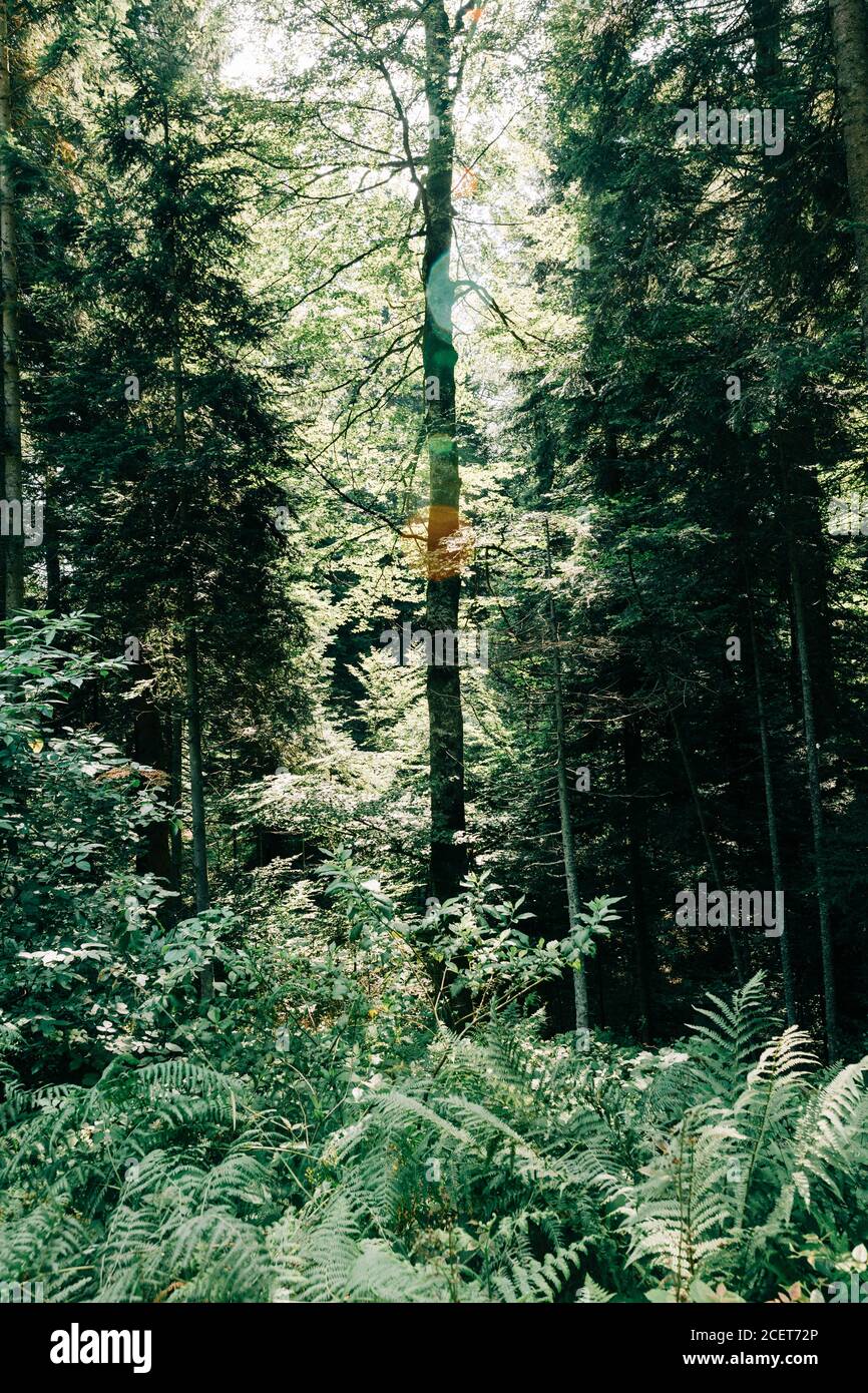View of the deep forest in the mountains Stock Photo - Alamy