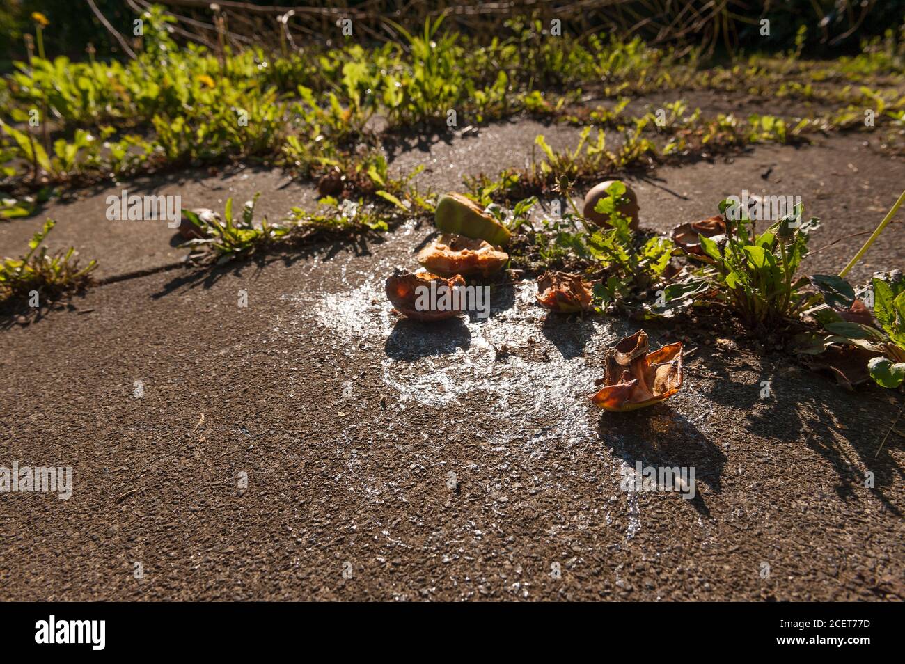Mucus trails hi-res stock photography and images - Alamy