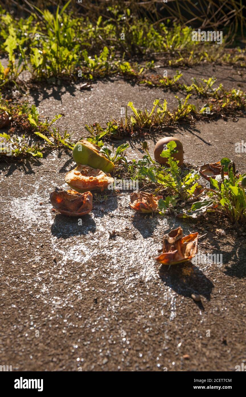 Mucus trails hi-res stock photography and images - Alamy