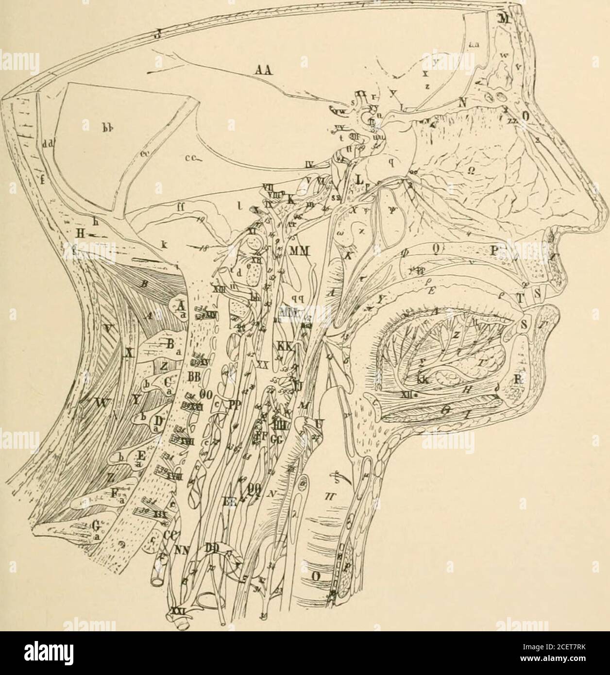Cranial plates hi-res stock photography and images - Alamy