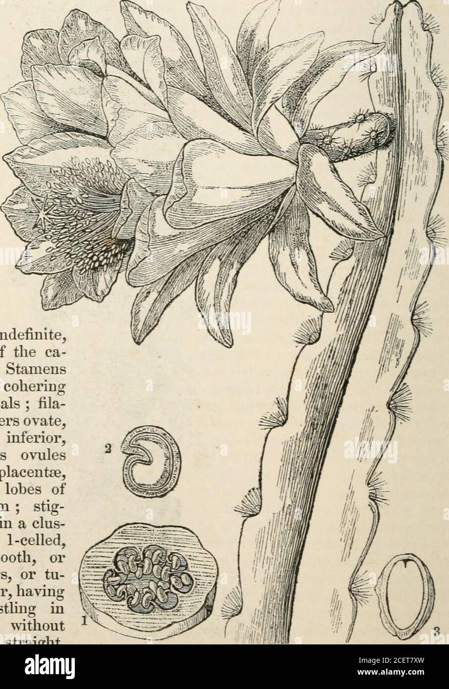 . The vegetable kingdom : or, The structure, classification, and uses ...