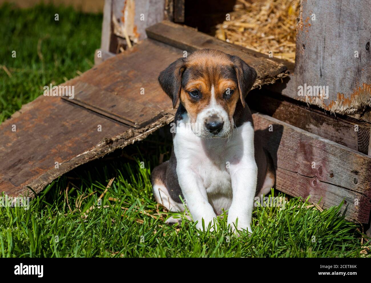 Fox hounds puppies dogs hi-res stock photography and images - Alamy