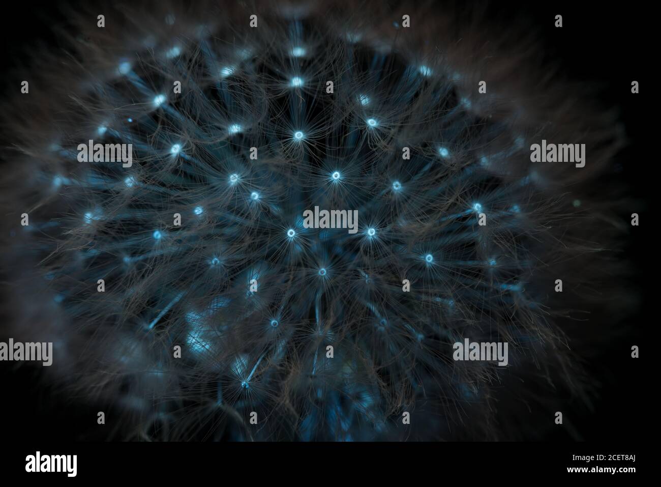 Ultraviolet flower bee hi-res stock photography and images - Alamy