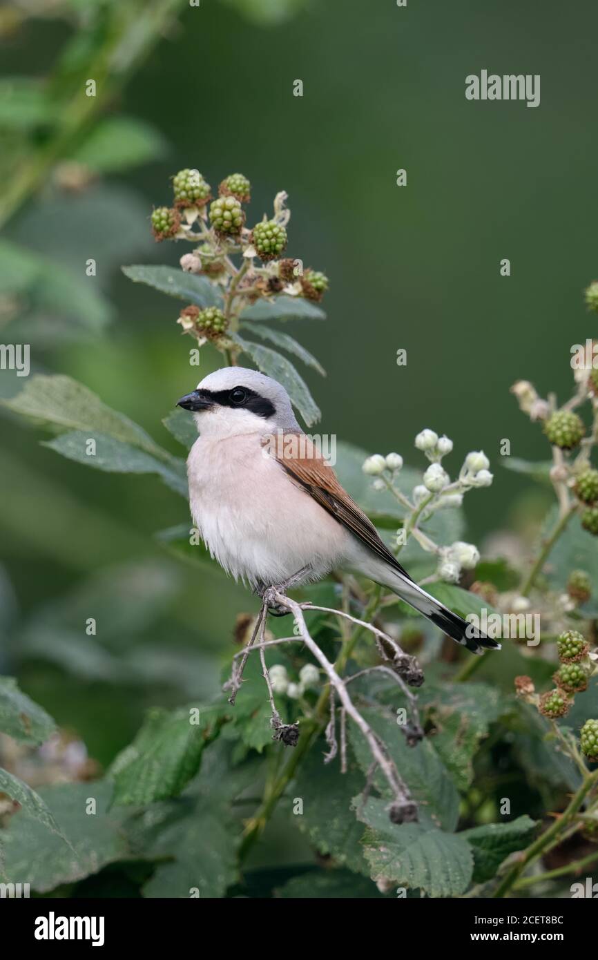 Birds in bramble habitat hi-res stock photography and images - Alamy