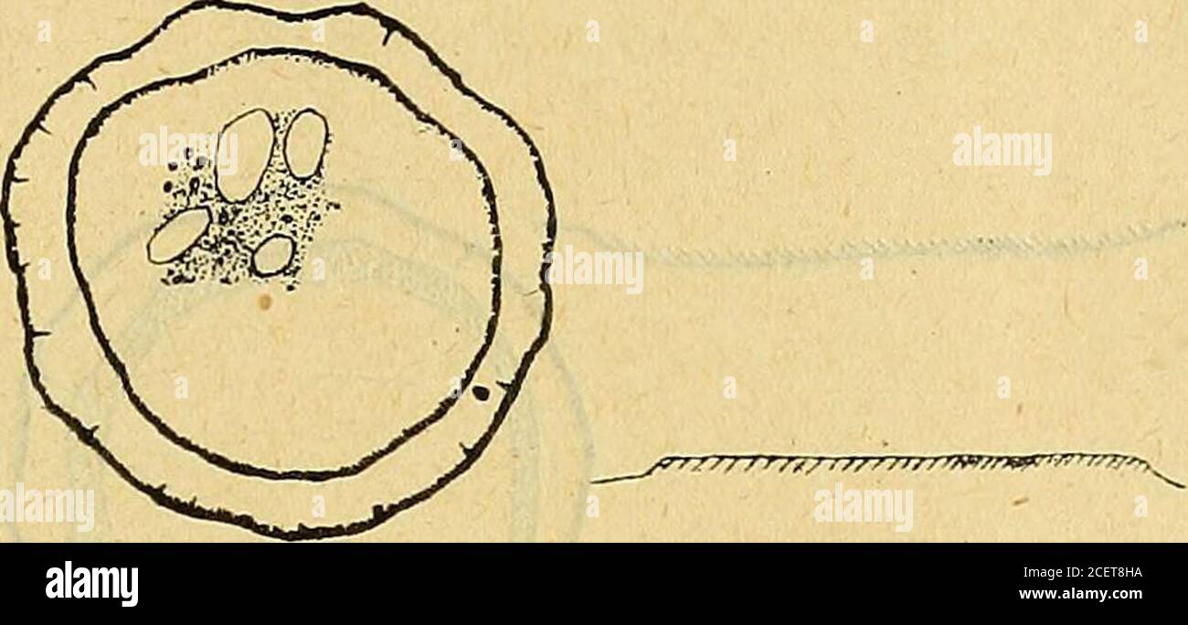 . Bulletin de la Société botanique de Genève. Fig. 21. — Torula du ...