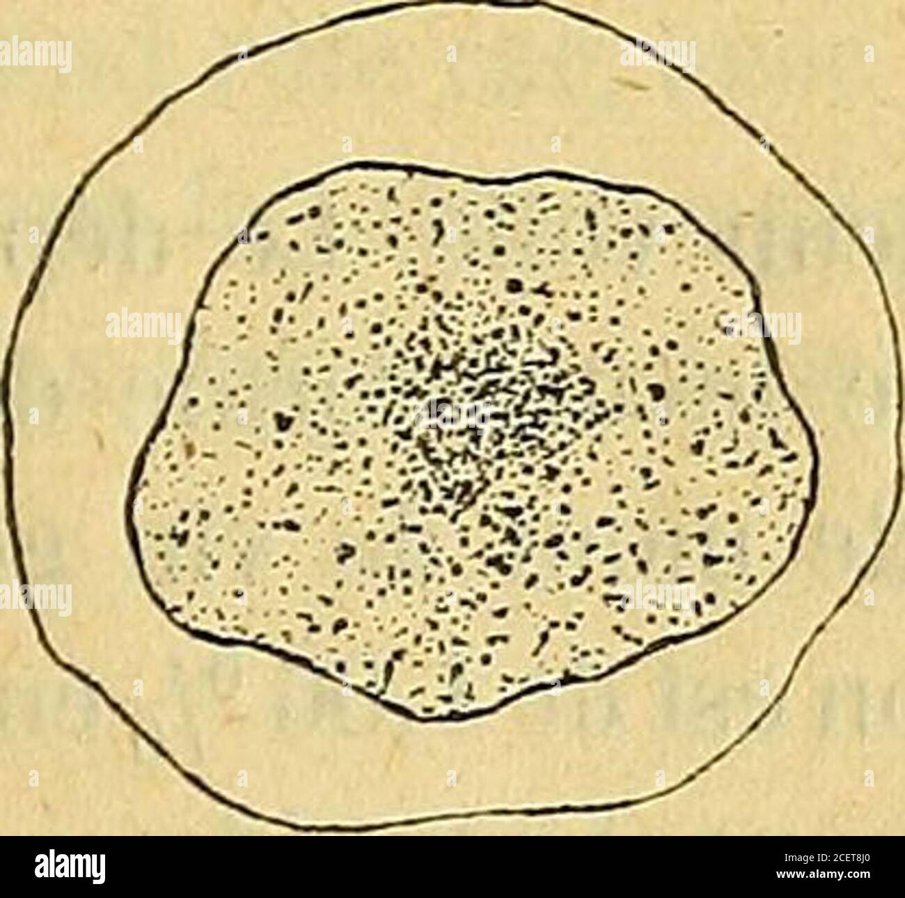 Anneau de profil hi-res stock photography and images - Alamy