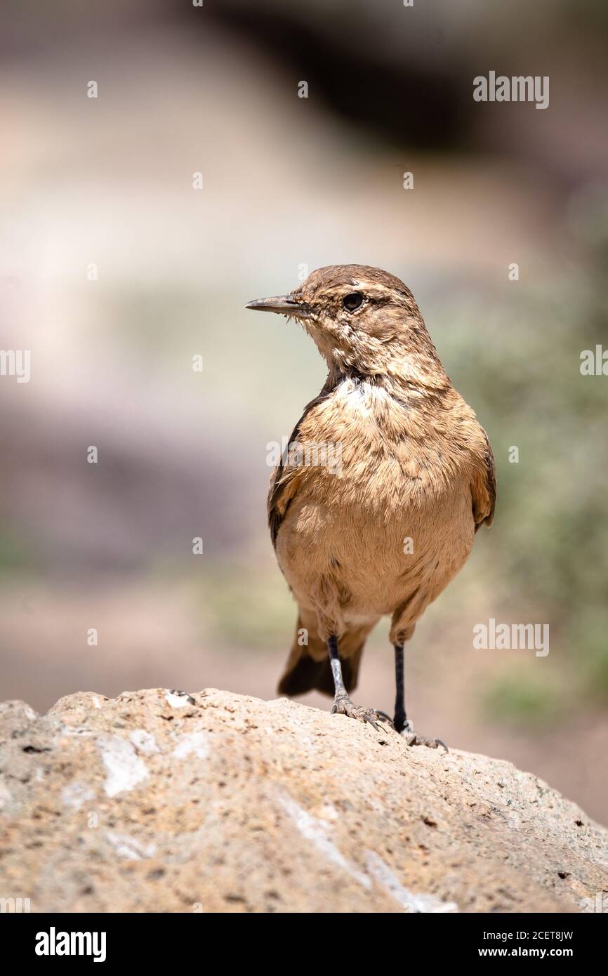 Beautiful Common nightingale bird on the rock Stock Photo - Alamy